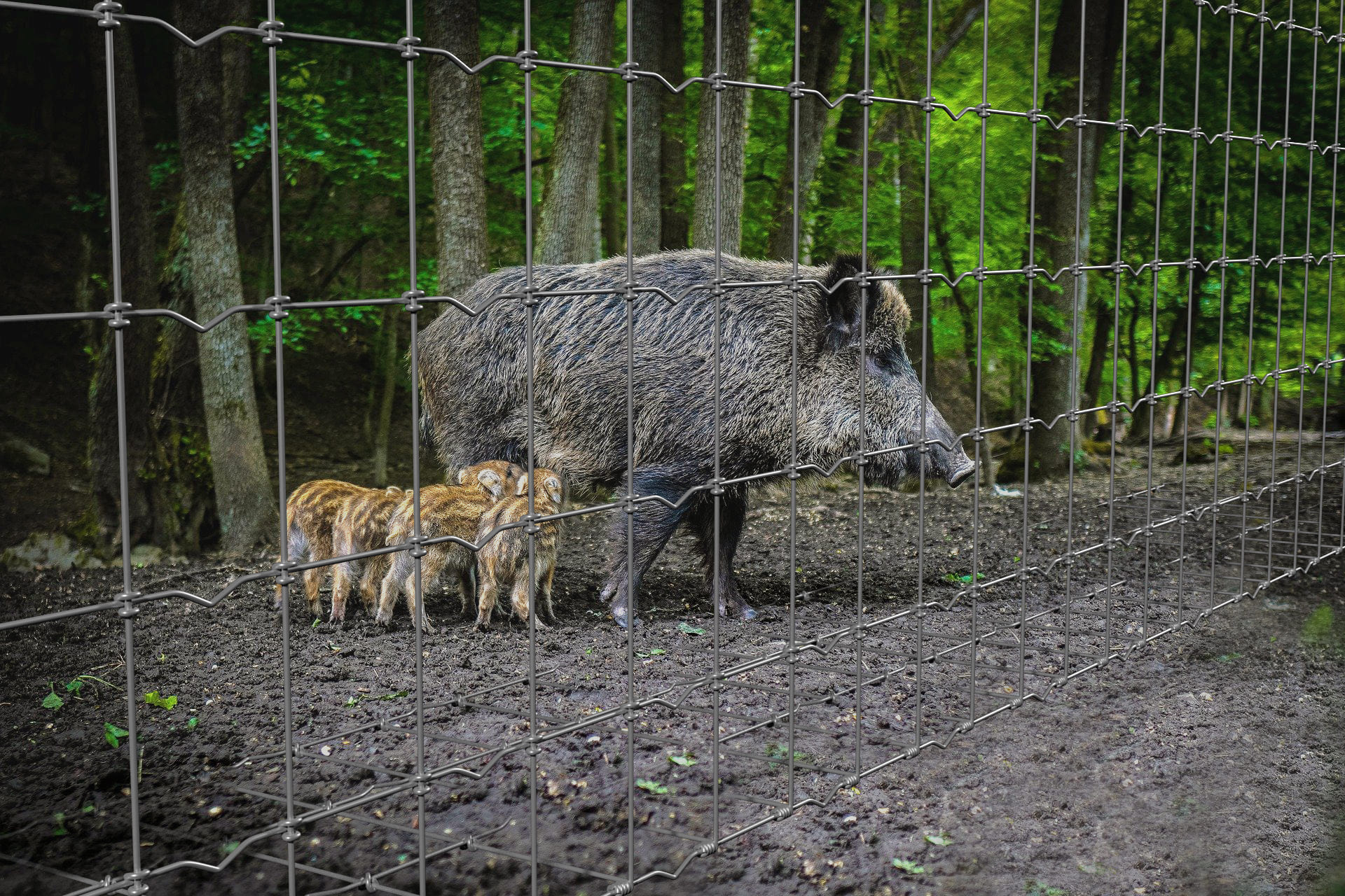 Malla ganadera XK - Vallas Vallès